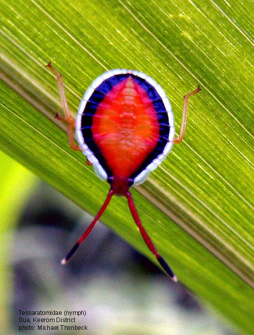 Papua Insects Foundation (Hemiptera/Heteroptera)